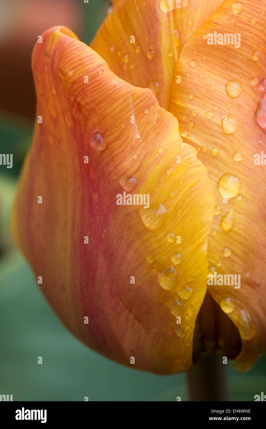 Tulipa tulipa ‘cairo’ hi-res stock photography and images - Alamy
