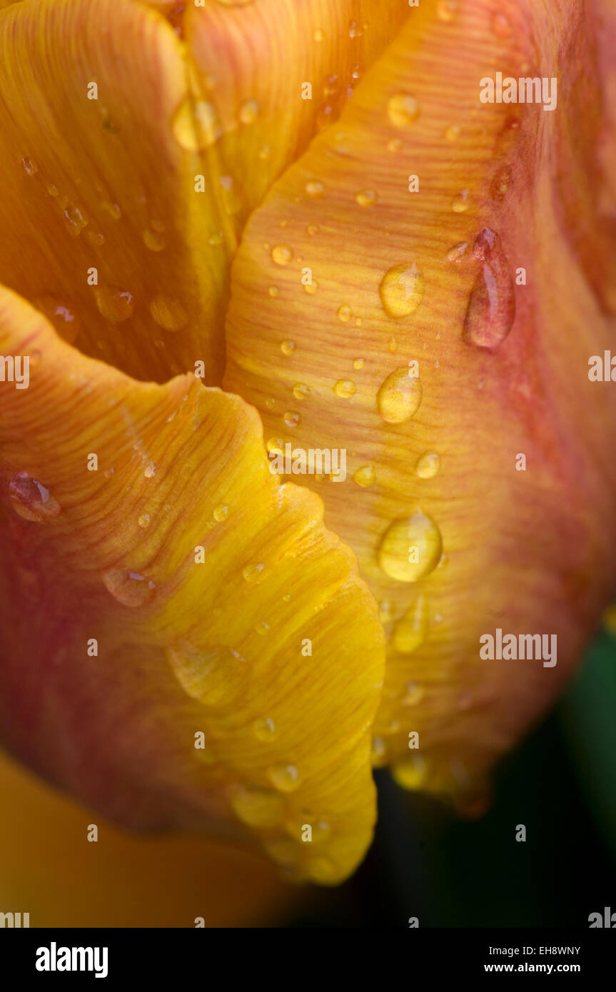 Cairo tulips hi-res stock photography and images - Alamy