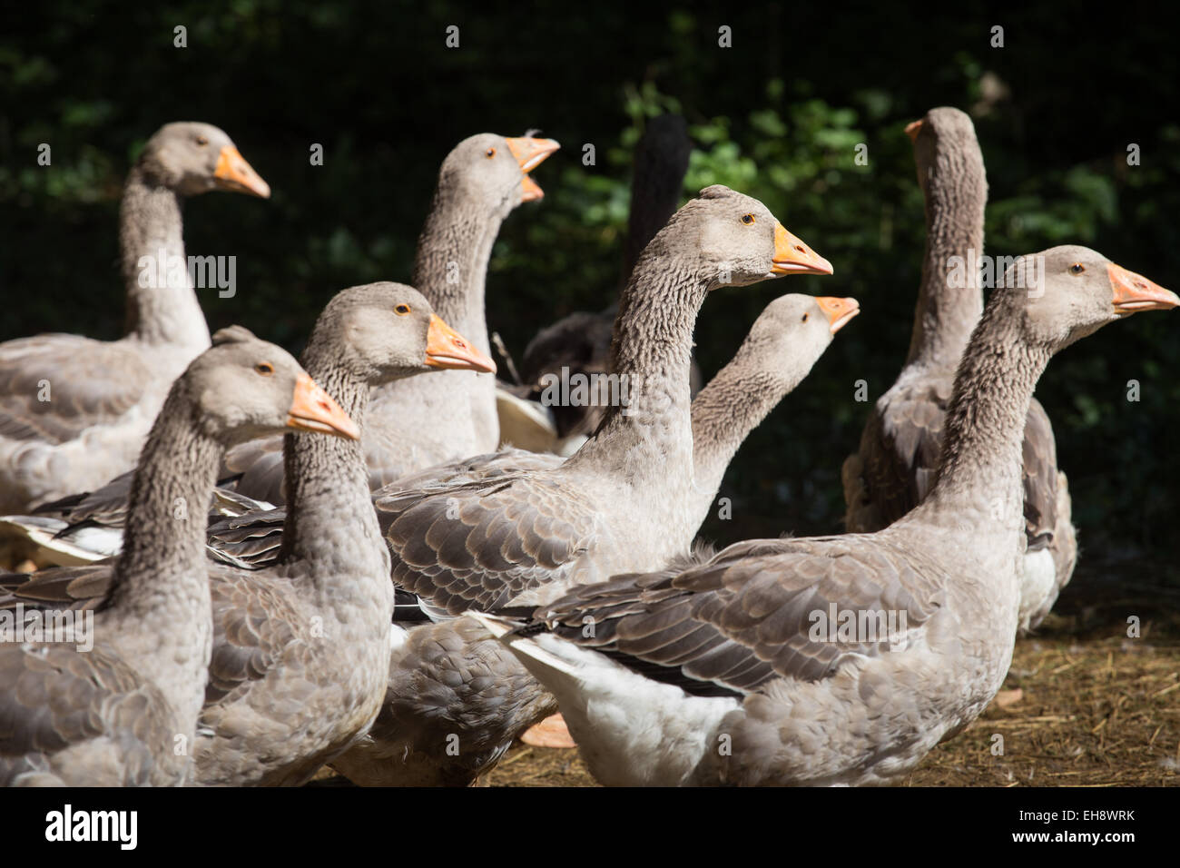 Geese for goose liver pate on farm, Dordogne, Aquitaine, France, Europe ...