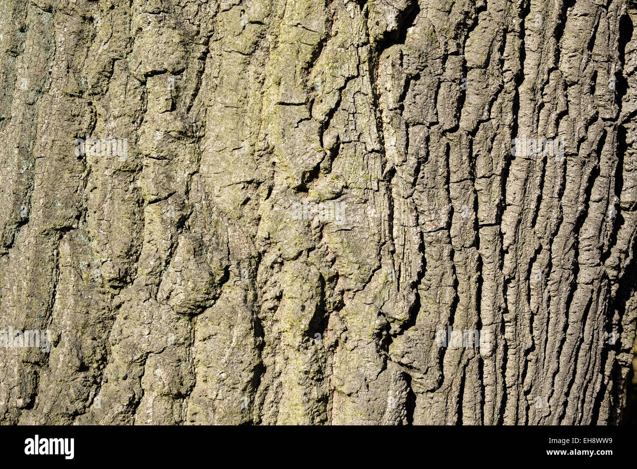 Knobbly bark hi-res stock photography and images - Alamy