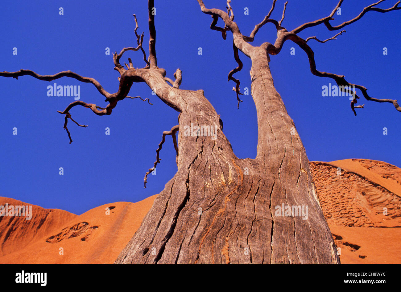 Dead tree in front of Uluru (Ayer's Rock), Northern Territory ...