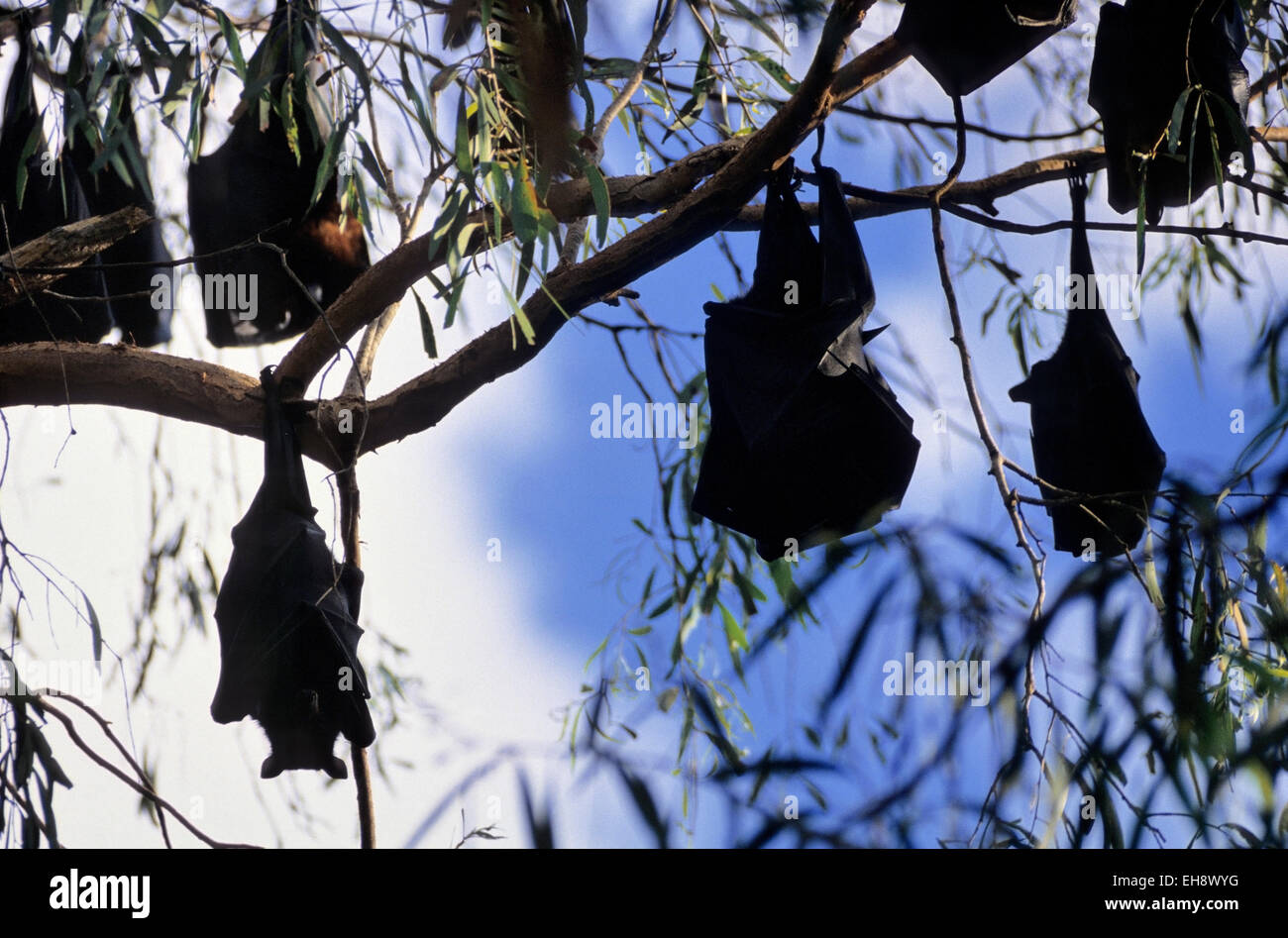 Australian bats hi-res stock photography and images - Alamy