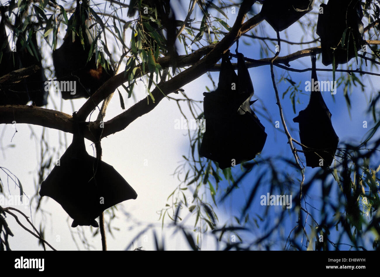 Australian bats hi-res stock photography and images - Alamy