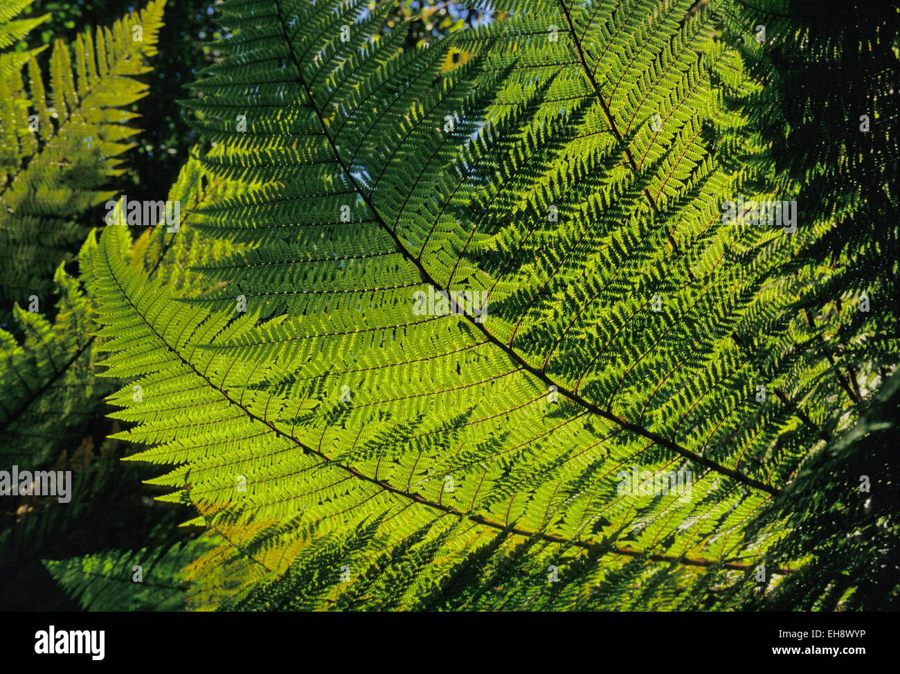 Fern leaves, Daintree National Park, Queensland, Australia Stock Photo ...