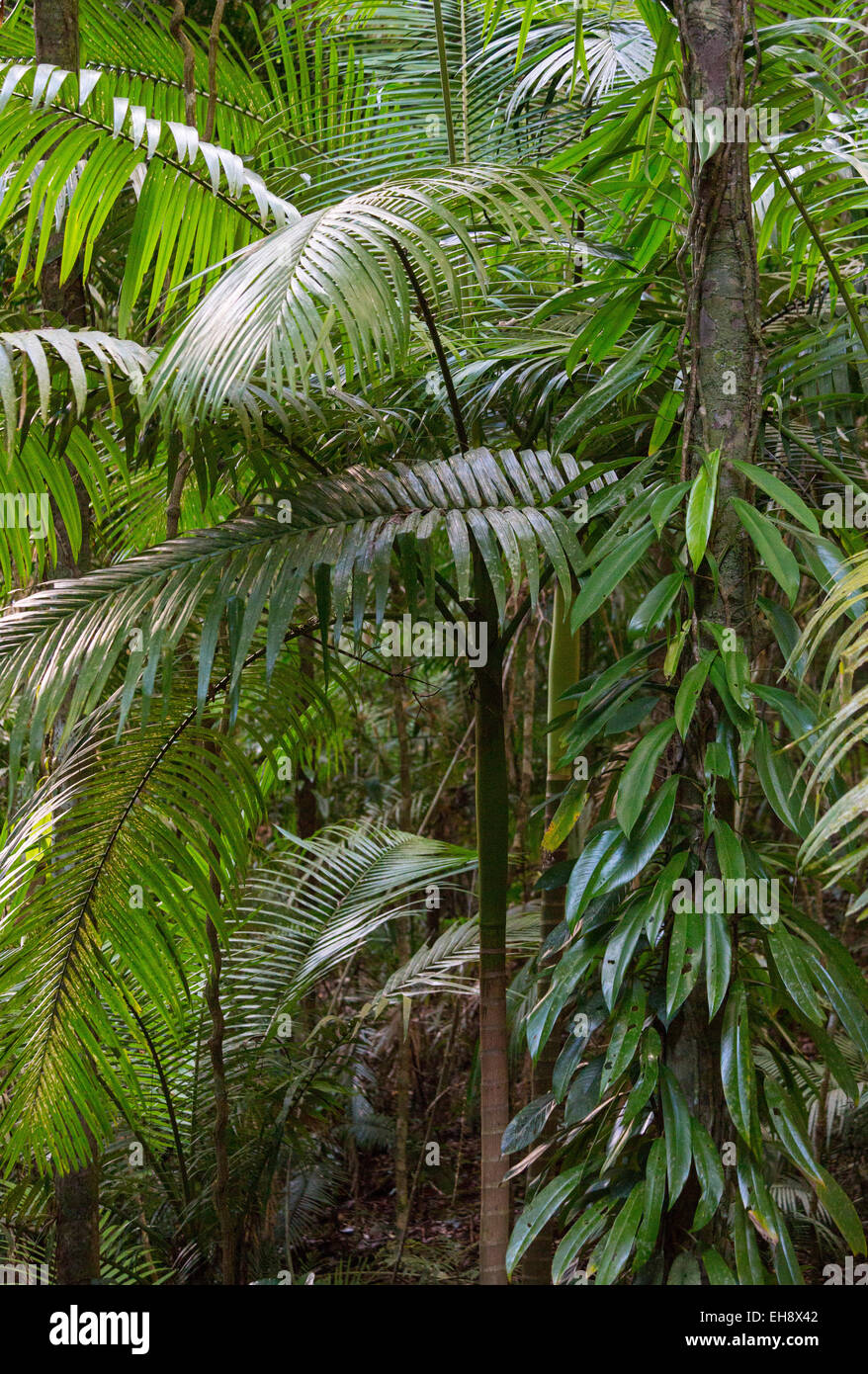 Australia daintree hi-res stock photography and images - Alamy