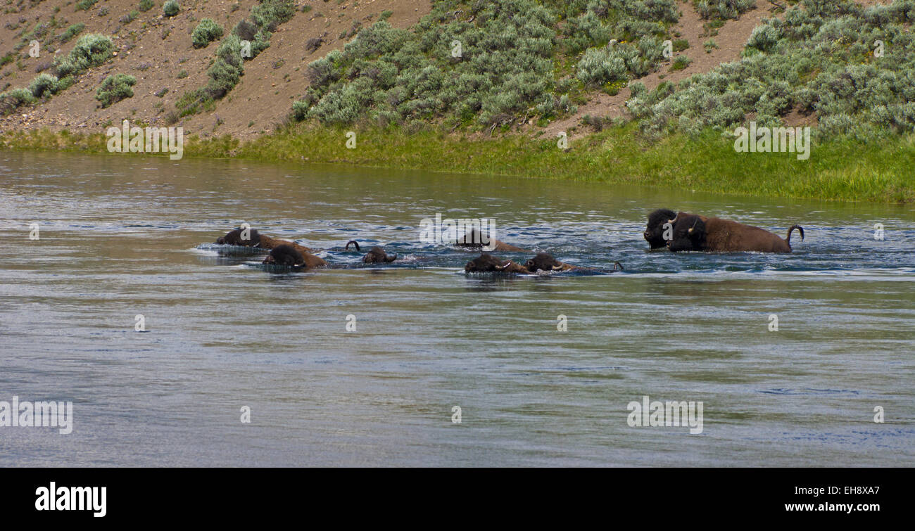 Bison swimming across the Yellowstone River, Yellowstone National Park ...