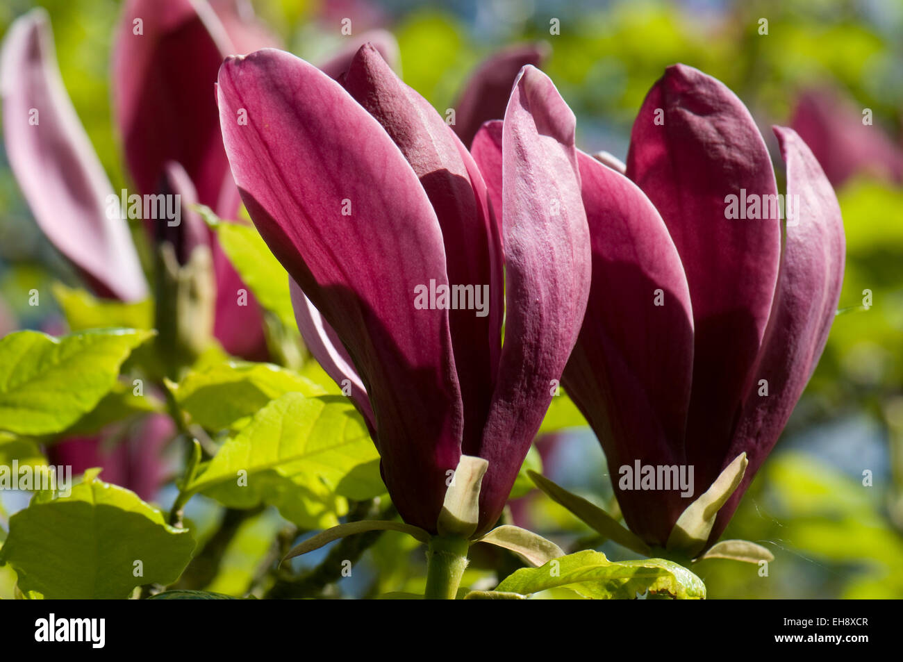 Magnolia liliiflora nigra tree hi-res stock photography and images - Alamy