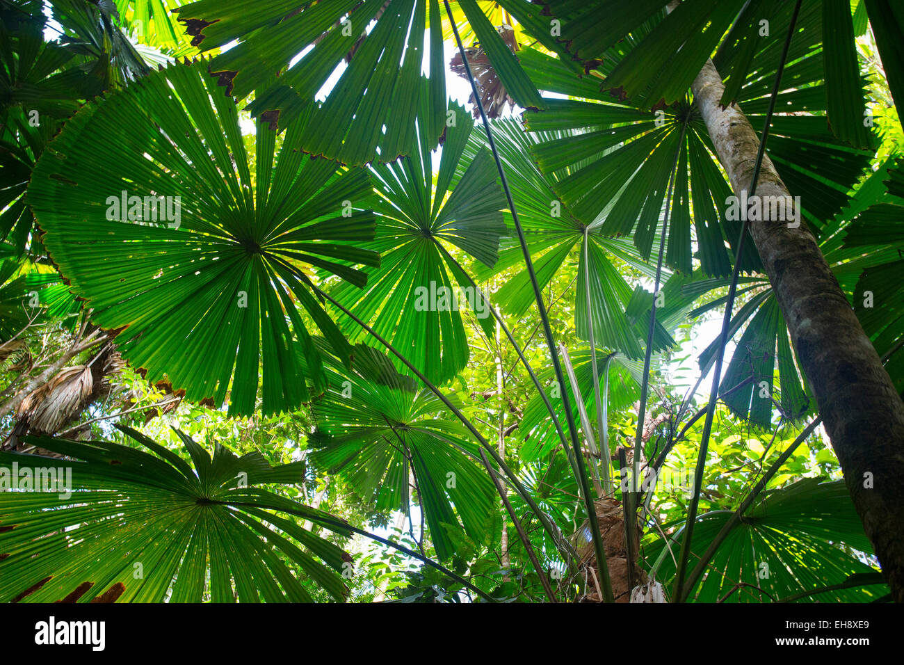 Australian Fan Palms (Licuala ramsayi) in the Daintree Rainforest ...