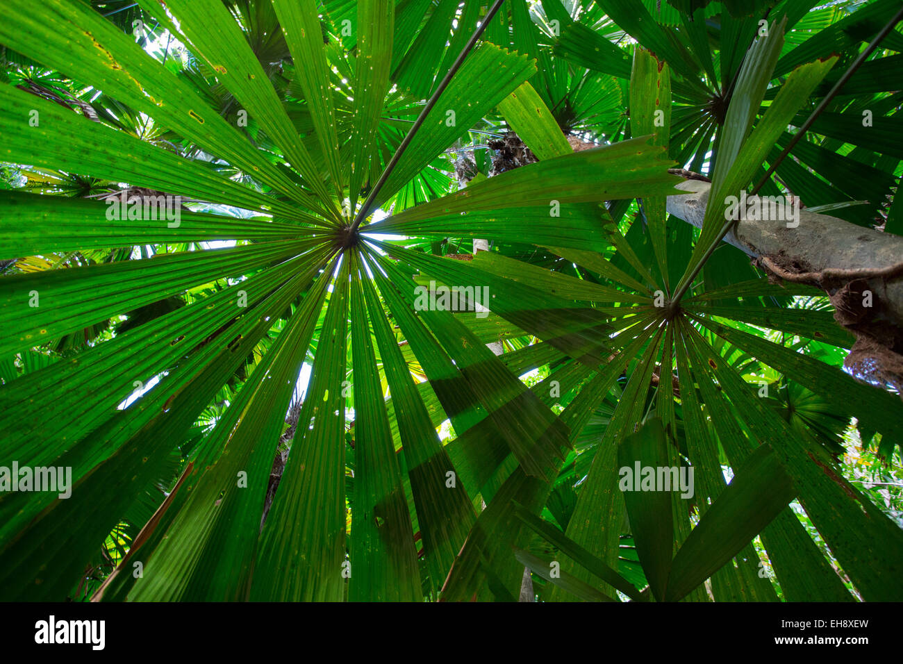 Australian Fan Palms (Licuala ramsayi) in the Daintree Rainforest ...