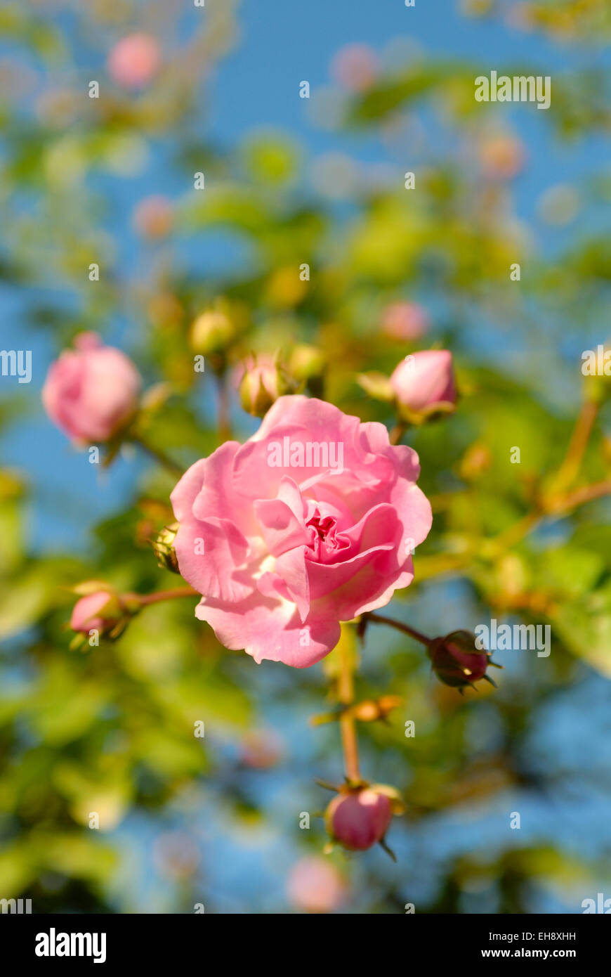 Pink rose bush in bloom, with buds, Tuscany, Italy Stock Photo - Alamy