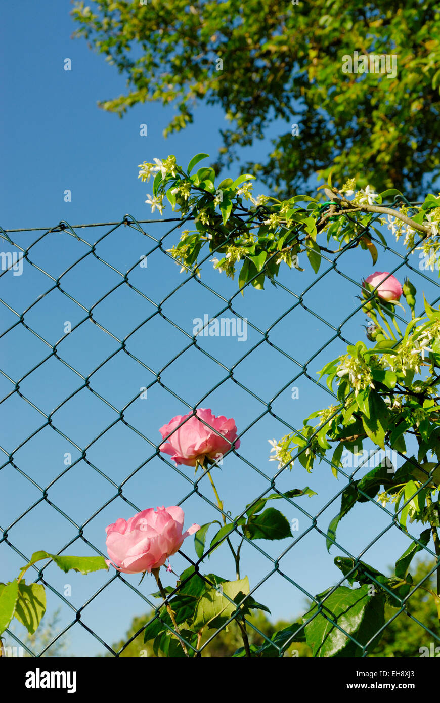 Pink roses bush in bloom, with chainlink fence, Tuscany, Italy Stock ...