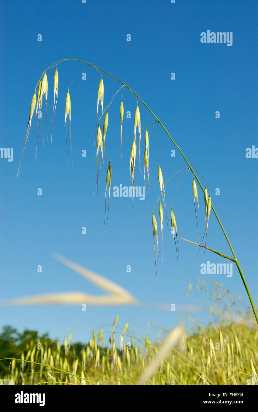 Oat plant hi-res stock photography and images - Alamy