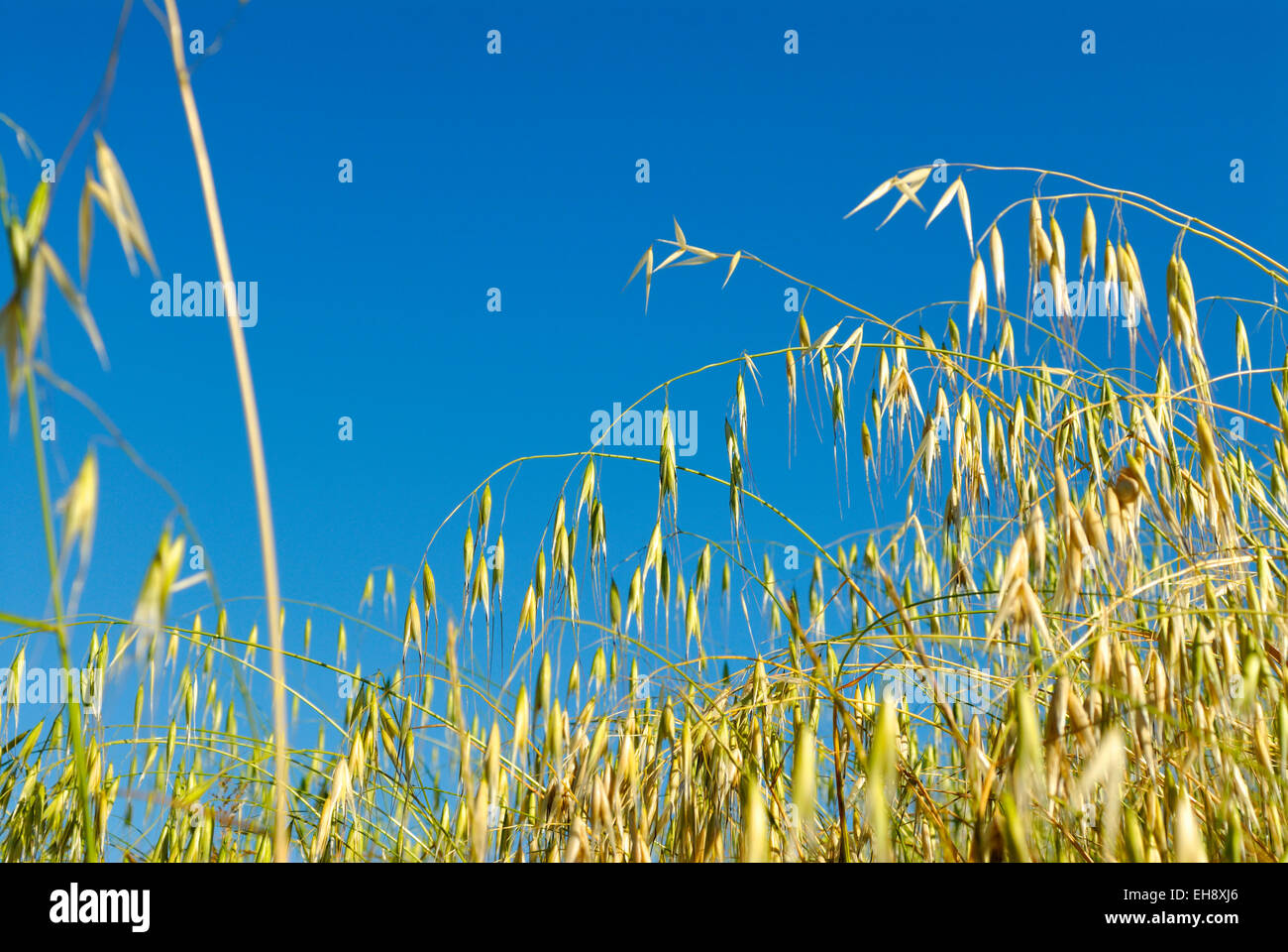 Wild oat field against blue sky Stock Photo - Alamy