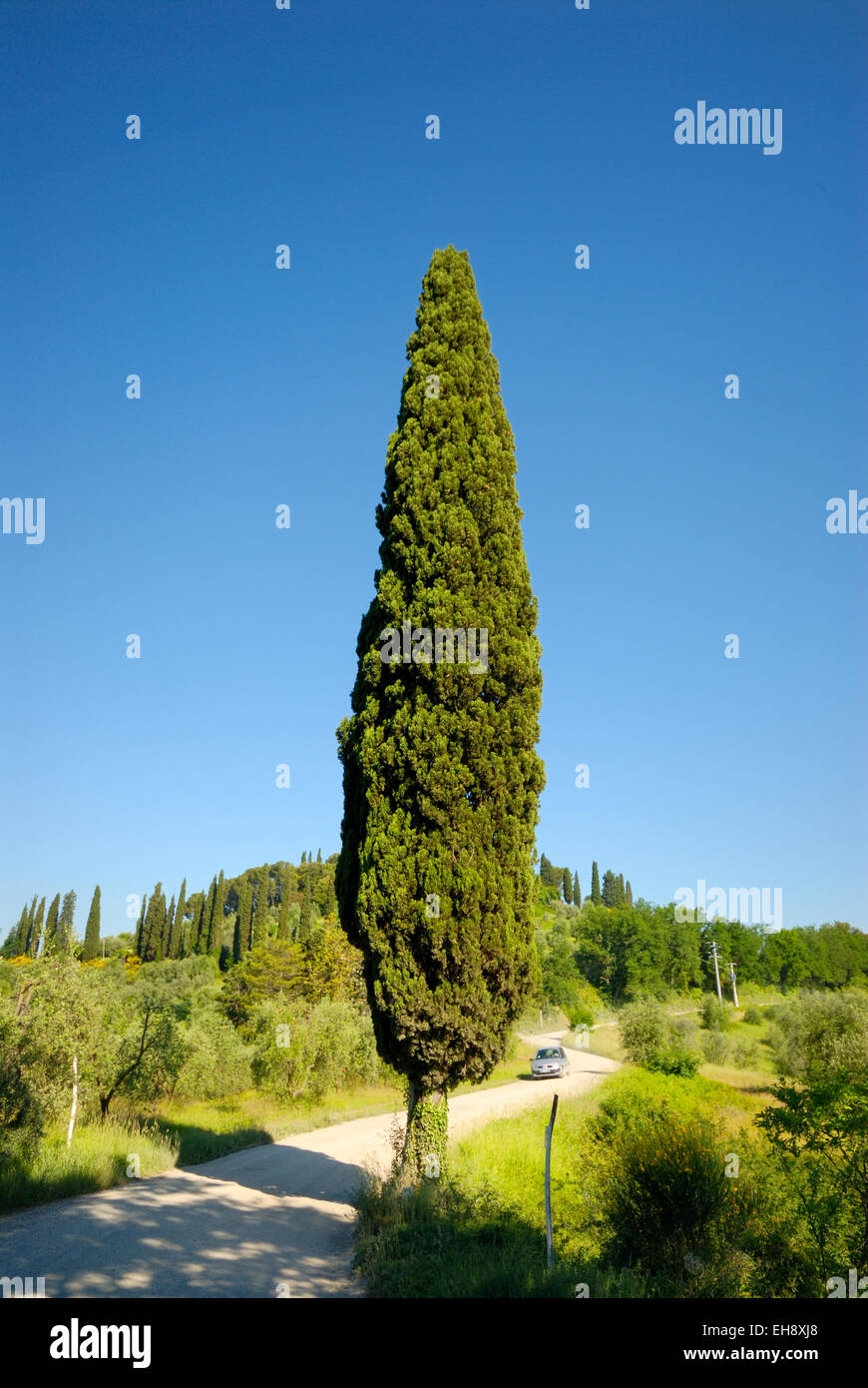 Tuscany lonely cypress tree hi-res stock photography and images - Alamy