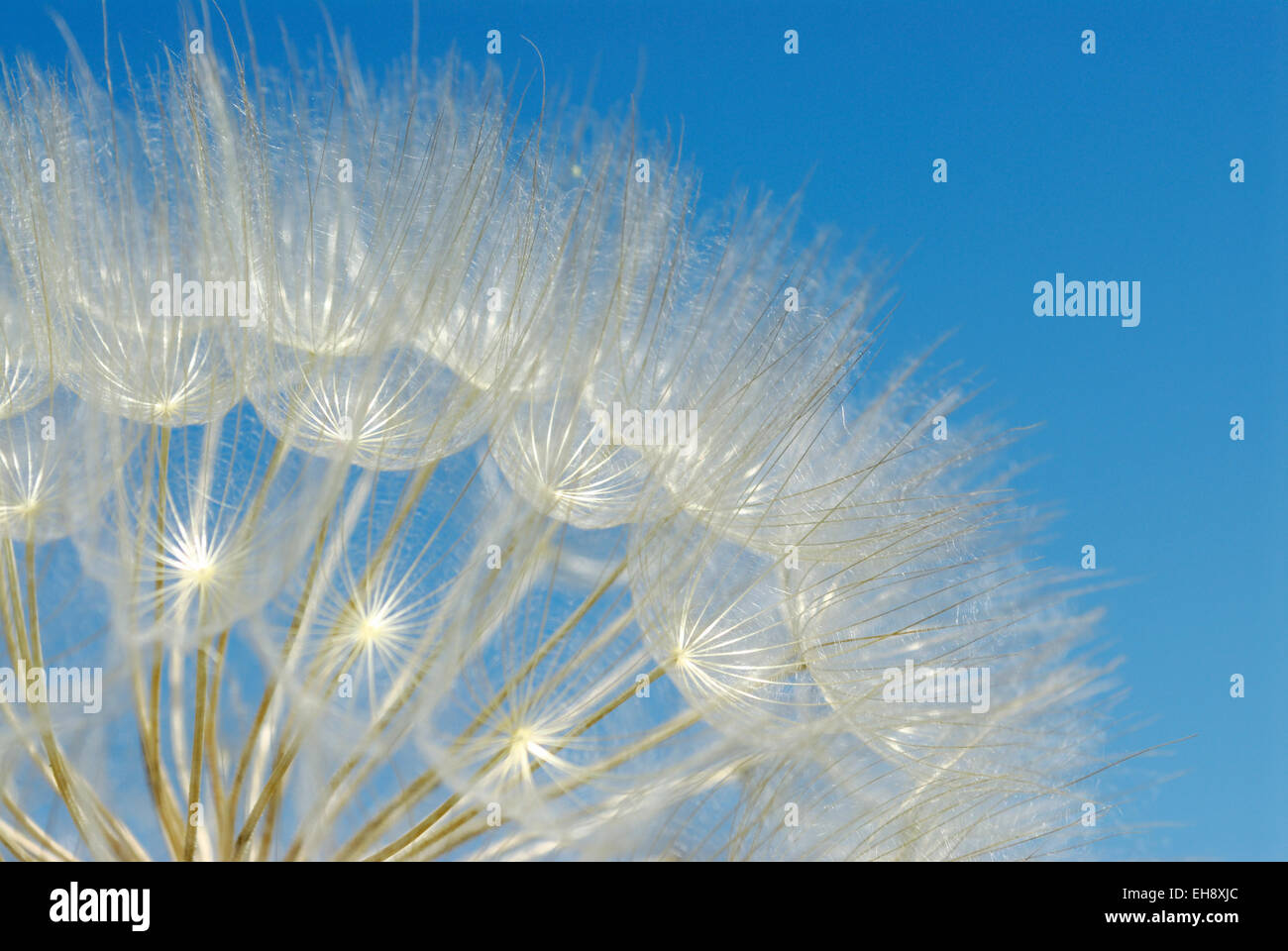 Dandelion seed head against blue sky Stock Photo - Alamy