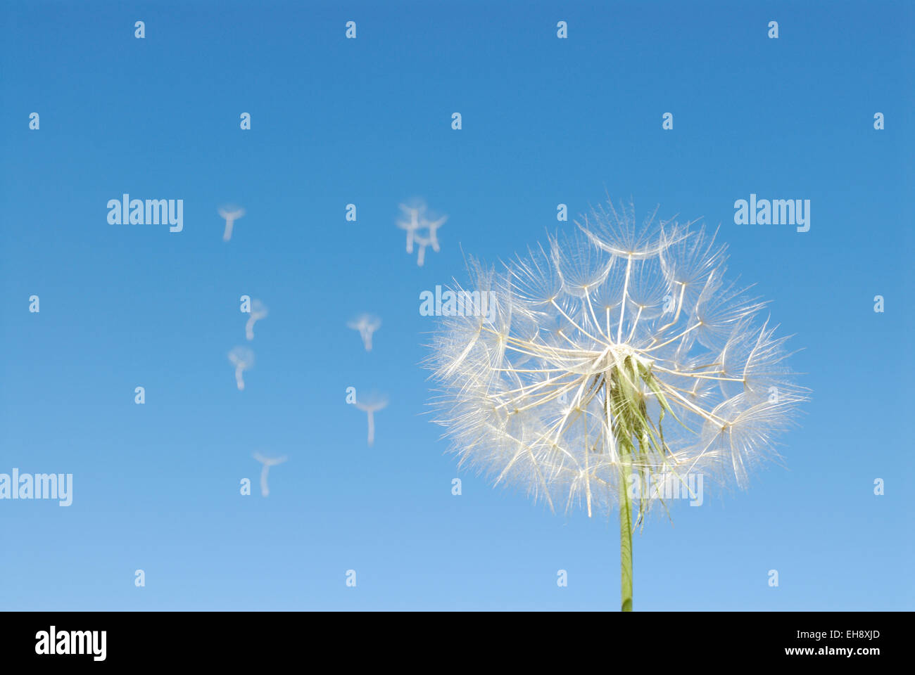 Wind dispersal of seeds hi-res stock photography and images - Alamy