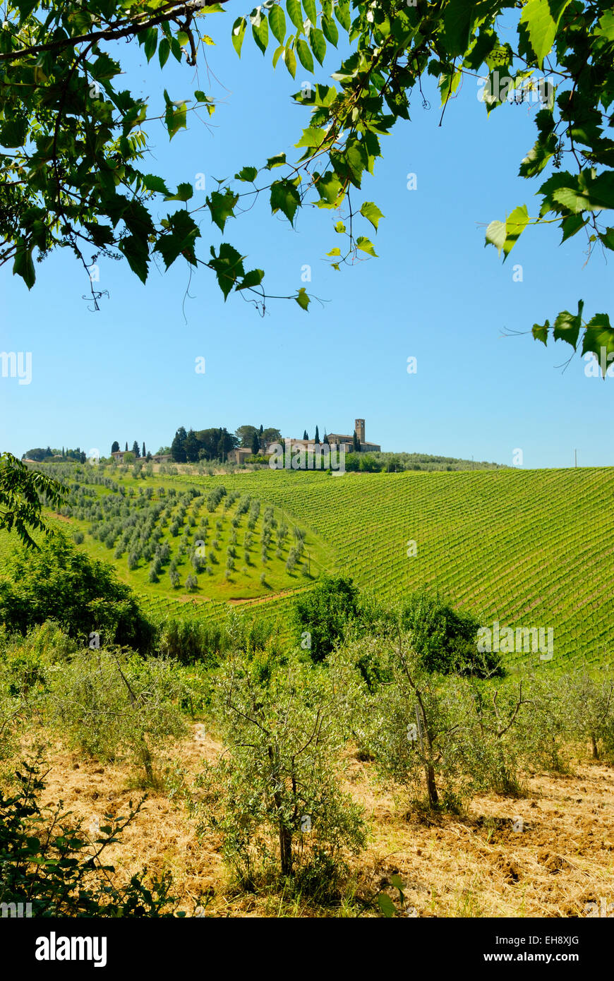 Monte Oliveto Farm with church and surrounding vineyard and olive trees ...