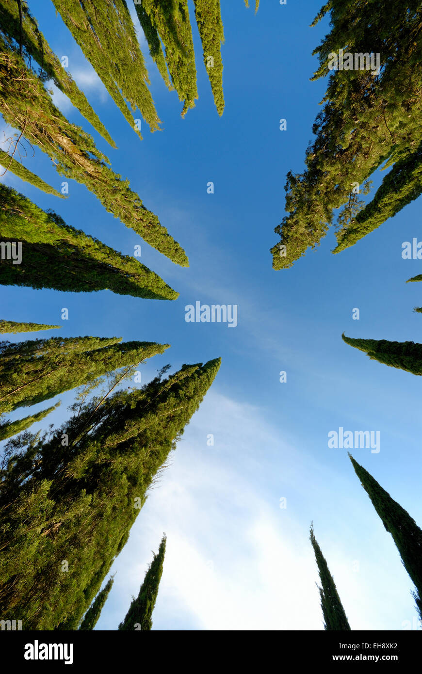 Low angle view of cypress trees against blue sky, Tuscany, Italy Stock ...