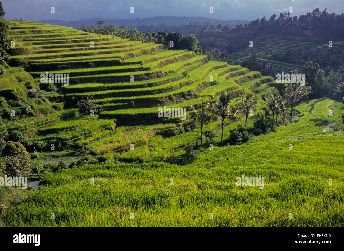 Rice terraces on the island of Bali, Indonesia Stock Photo - Alamy