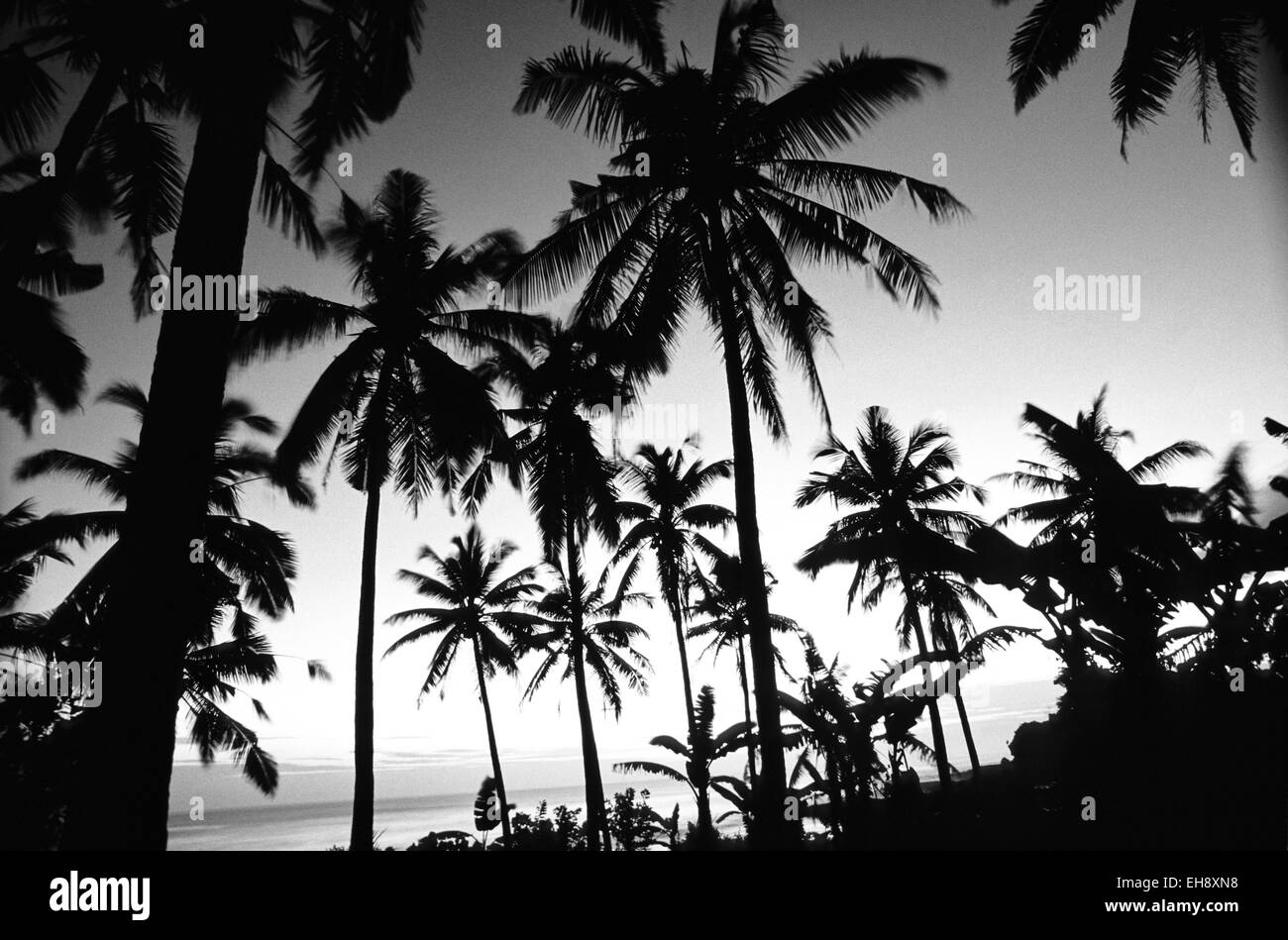 Palm trees at shore, Bali, Indonesia Stock Photo - Alamy