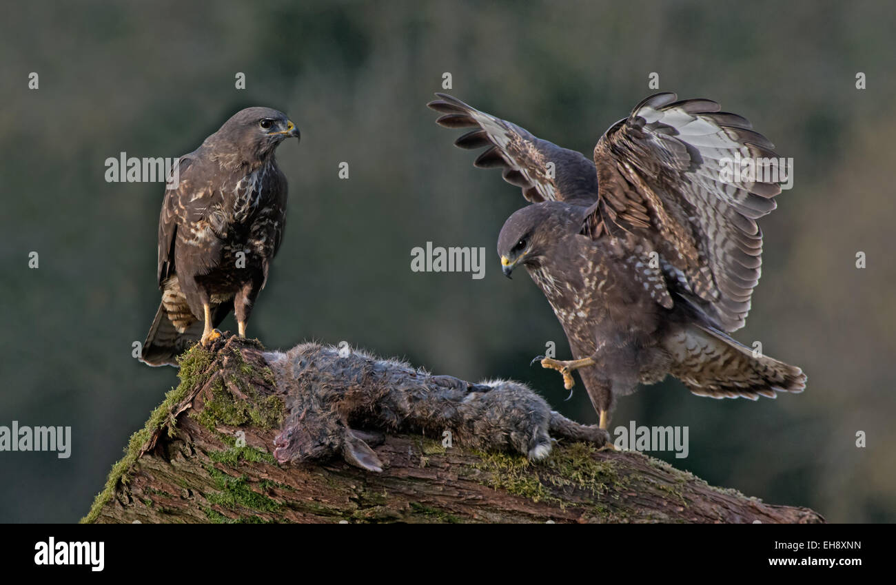 Common buzzards uk hi-res stock photography and images - Alamy
