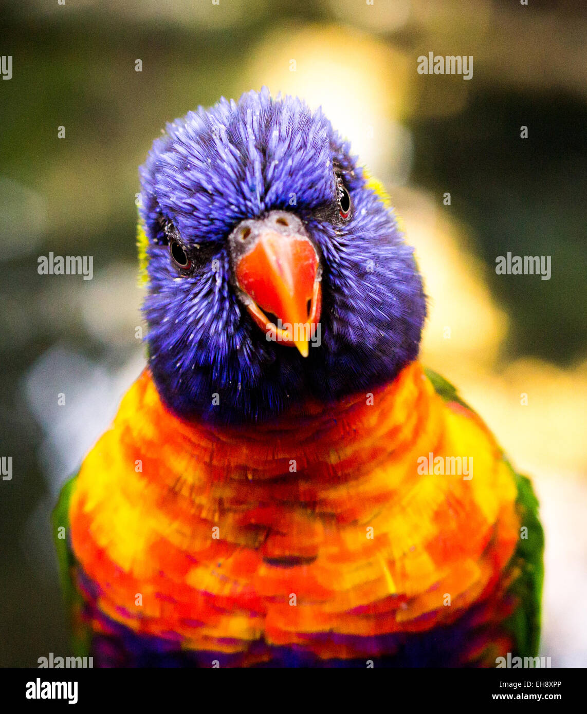 colourful parrot, bird, bird face Stock Photo - Alamy