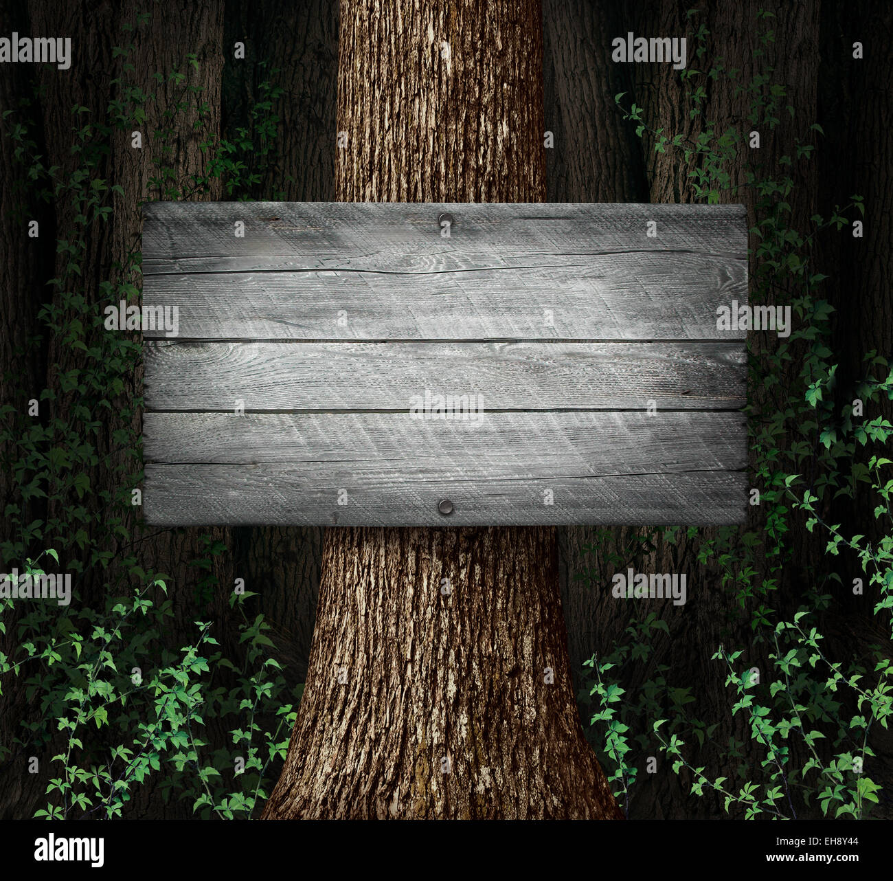 Forest blank sign background as an old thick group of trees with a ...