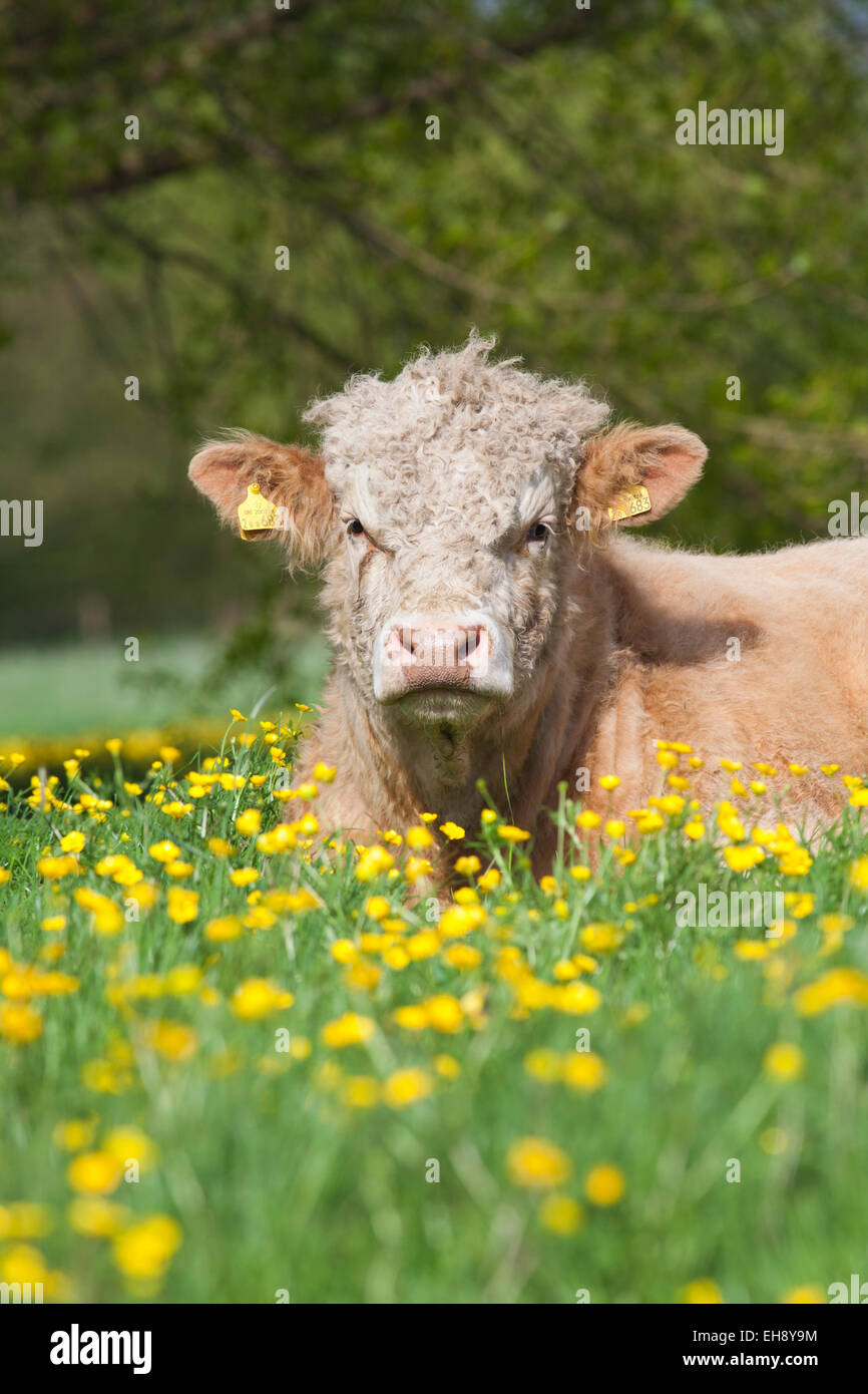 Bull having a rest in field Stock Photo - Alamy