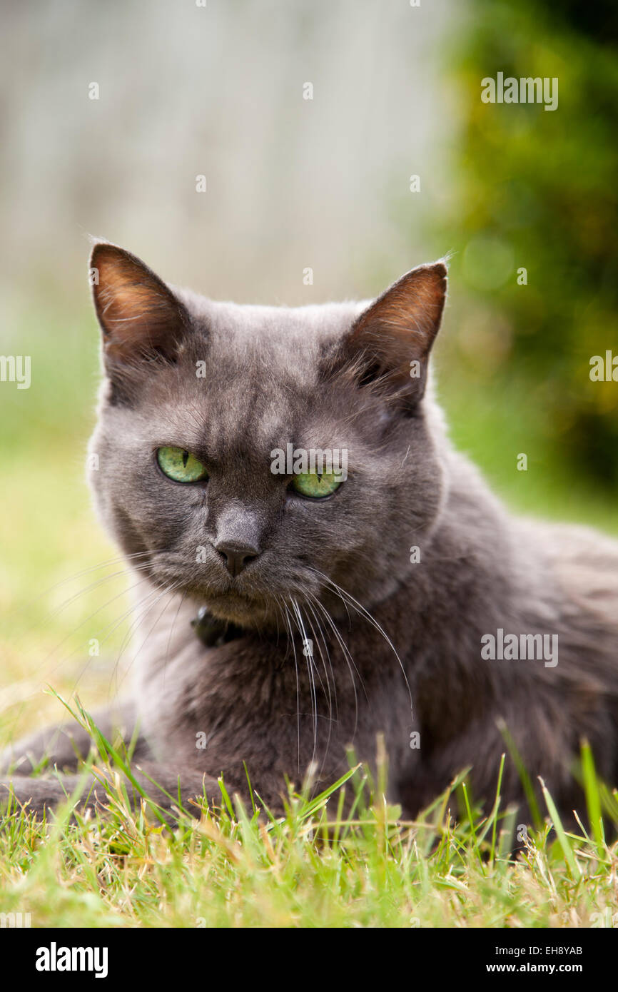 Angry cat hi-res stock photography and images - Alamy