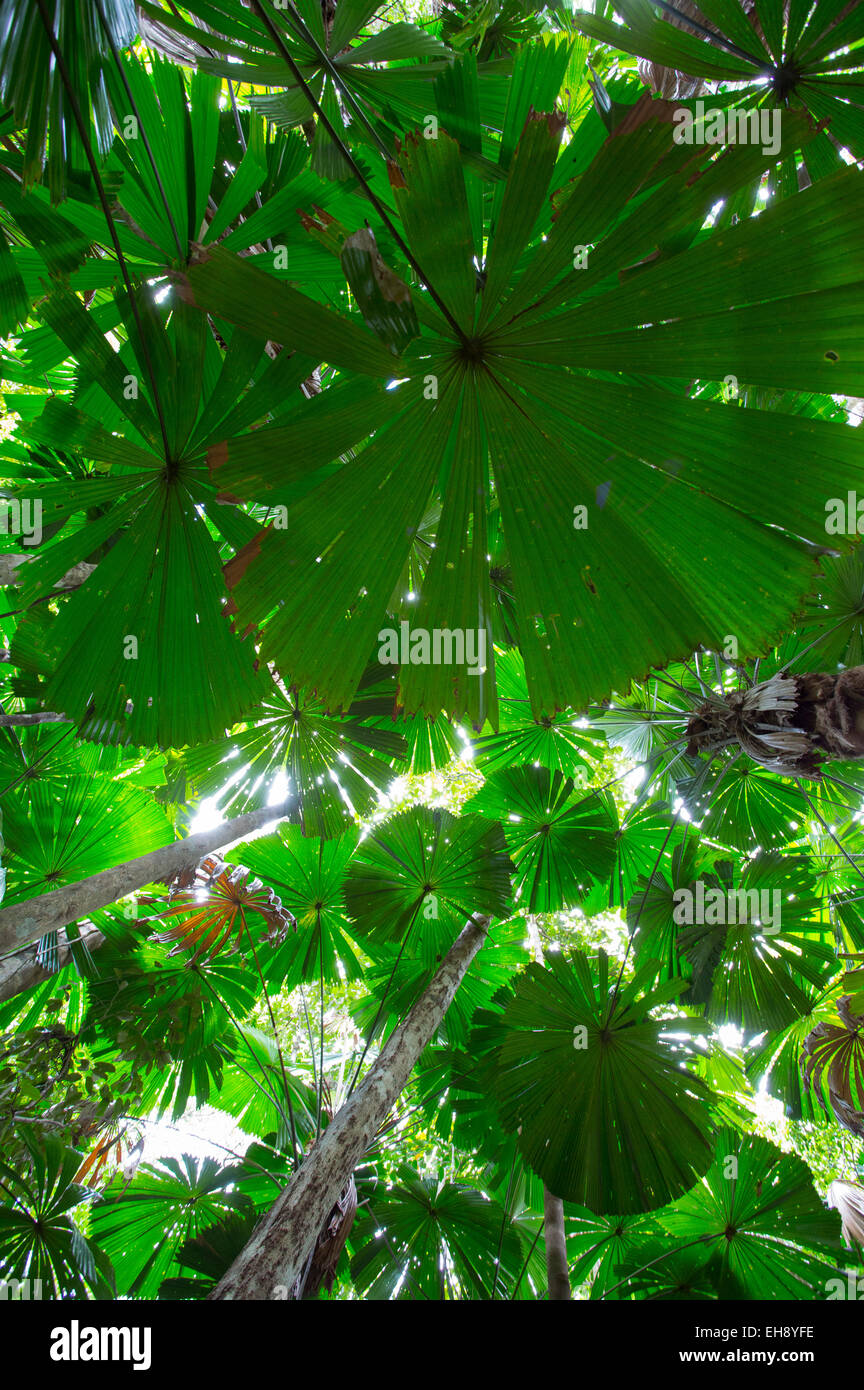 Australian Fan Palms (Licuala ramsayi) in the Daintree Rainforest ...