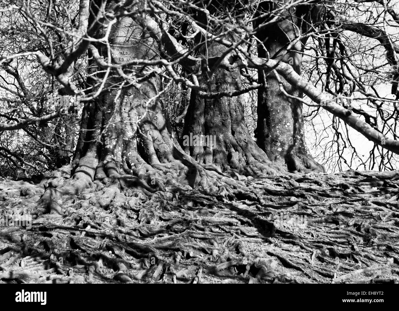 Avebury trees hi-res stock photography and images - Alamy