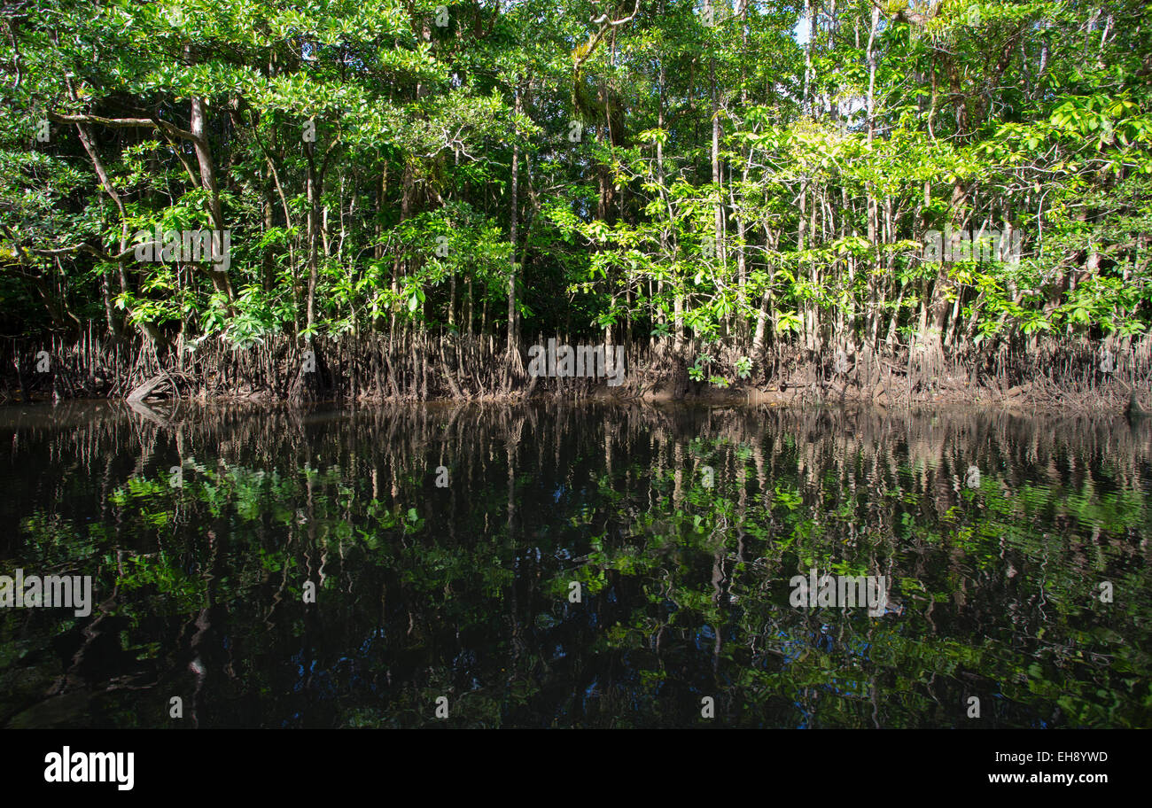 Australia mangrove forest hi-res stock photography and images - Alamy