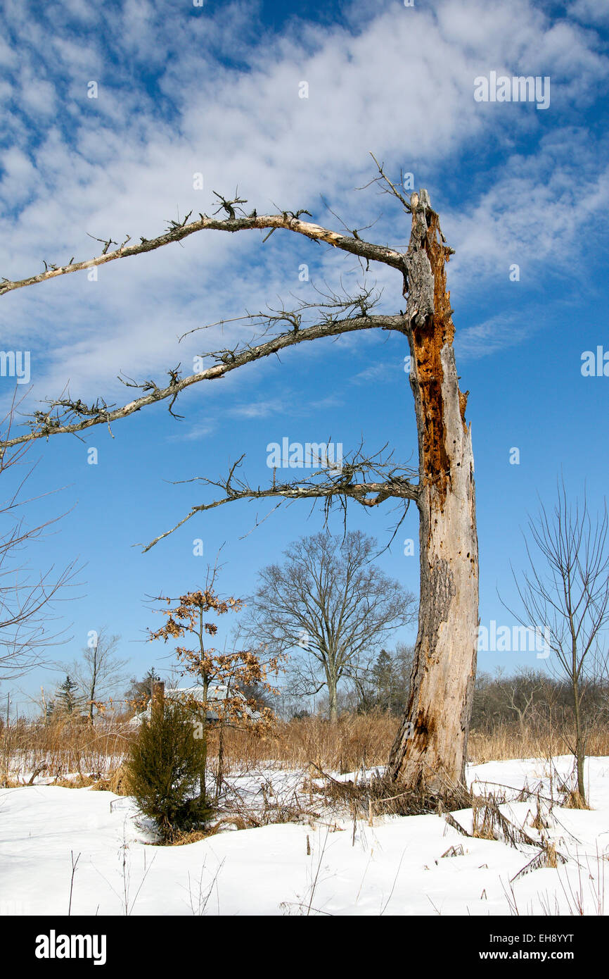 Dead And Rotten Tree Stock Photos & Dead And Rotten Tree Stock Images - Alamy