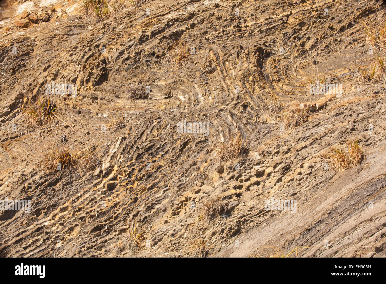 folded sedimentary rock, Devil's Slide Coastal Trail, near Half Moon ...