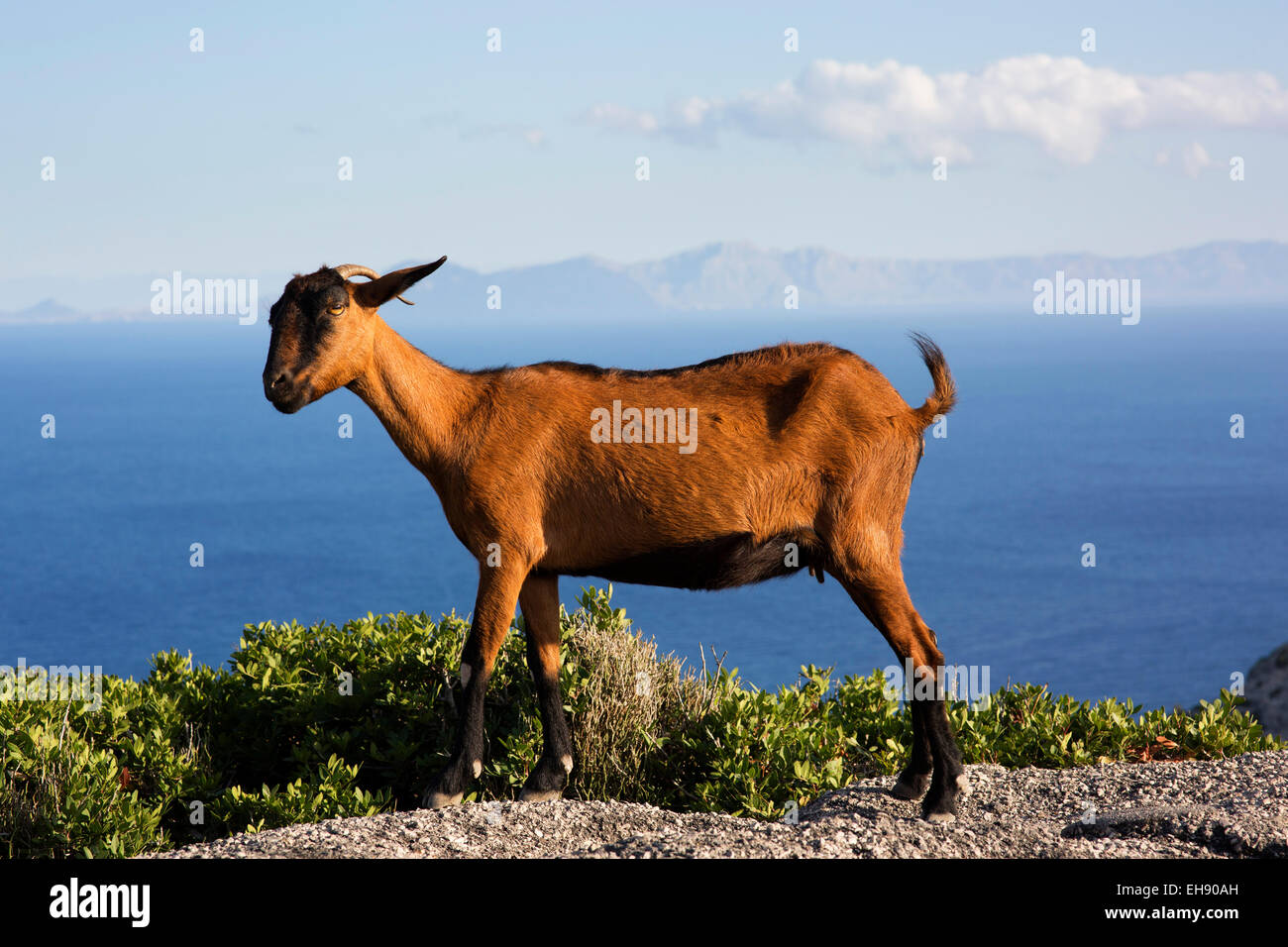 Mallorca goat hi-res stock photography and images - Alamy