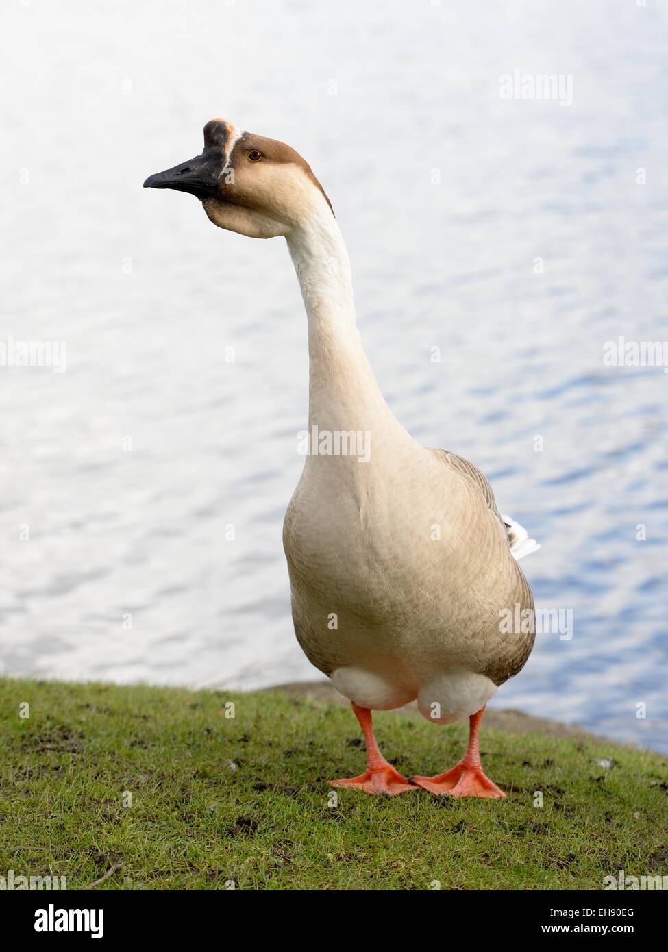 African breed hi-res stock photography and images - Alamy