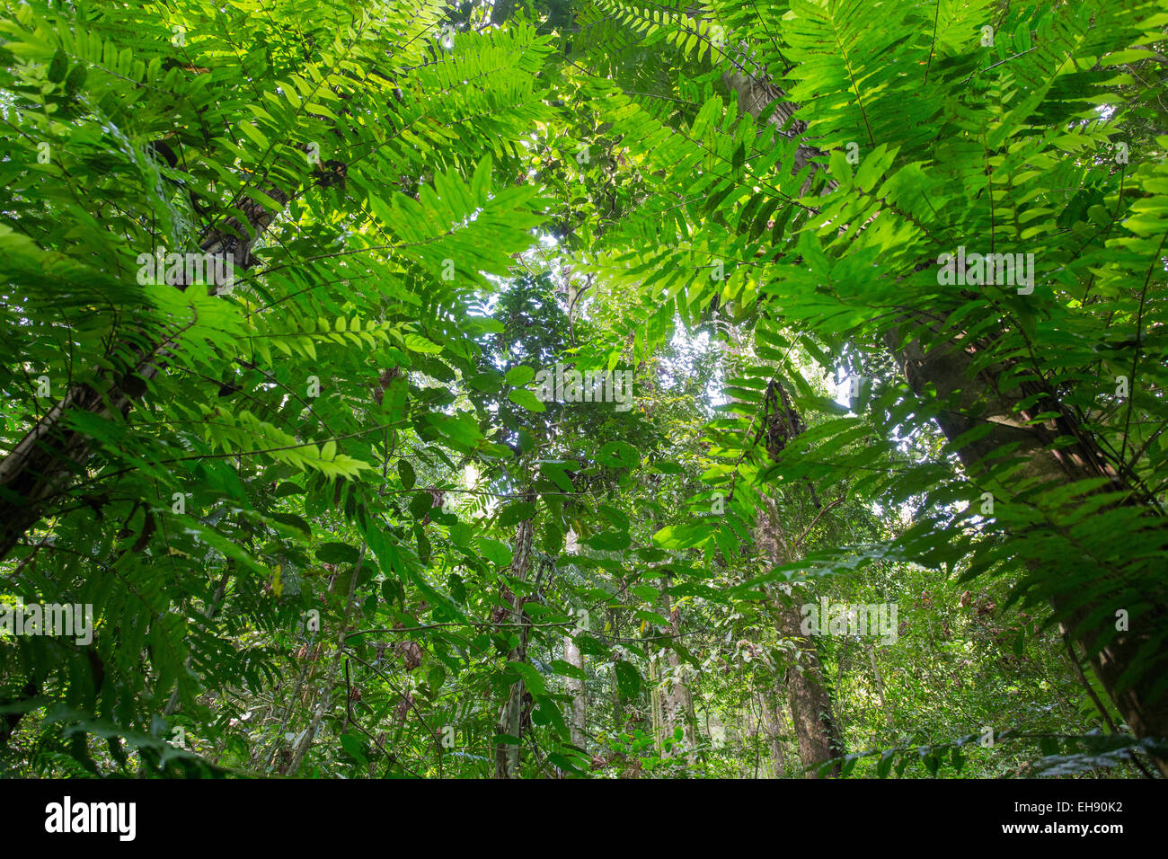 Tropical rainforest in Kubah National Park, Sarawak, Malaysian Borneo ...