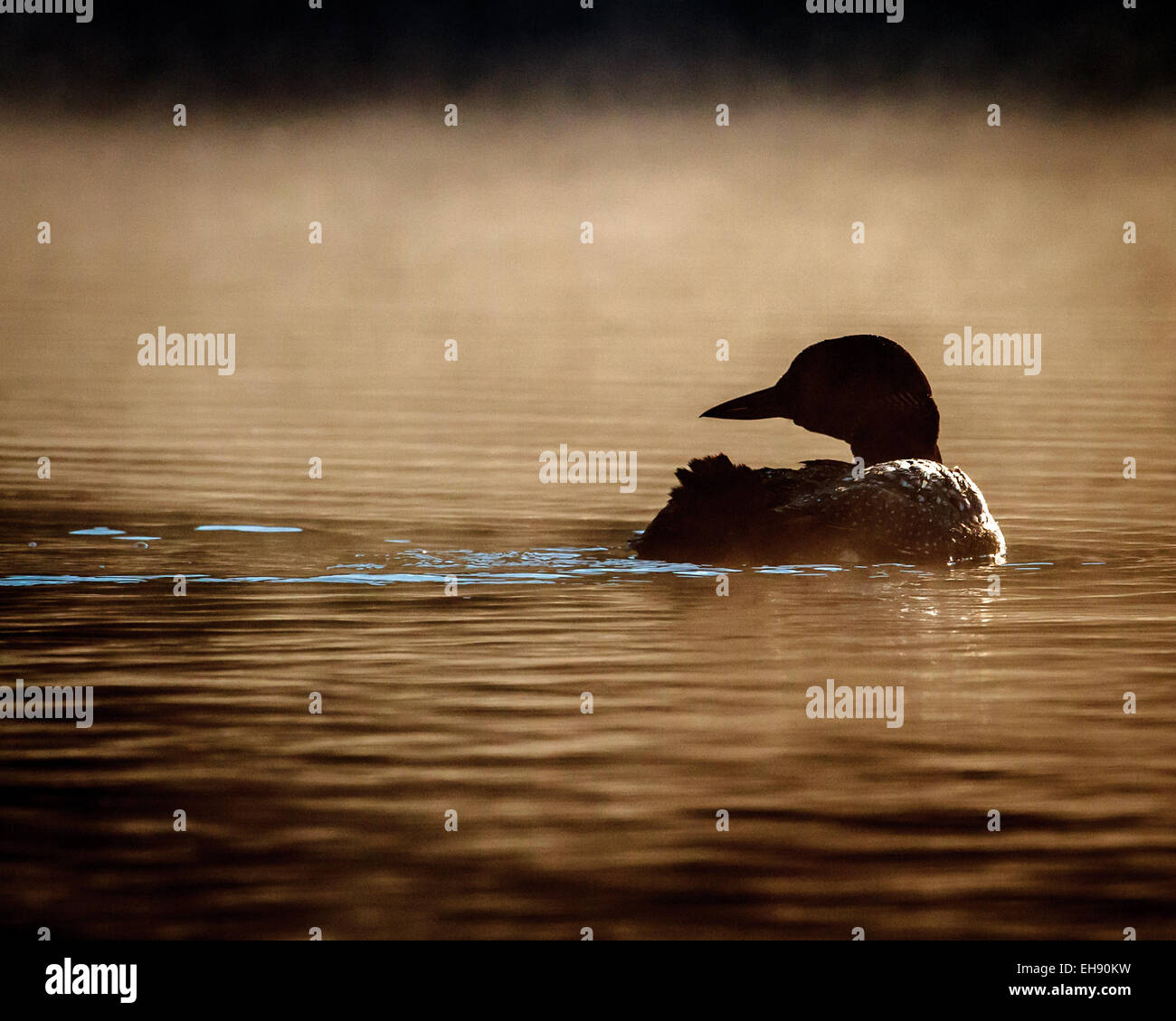 A watchful loon in silhouette is swimming in the golden morning mist ...