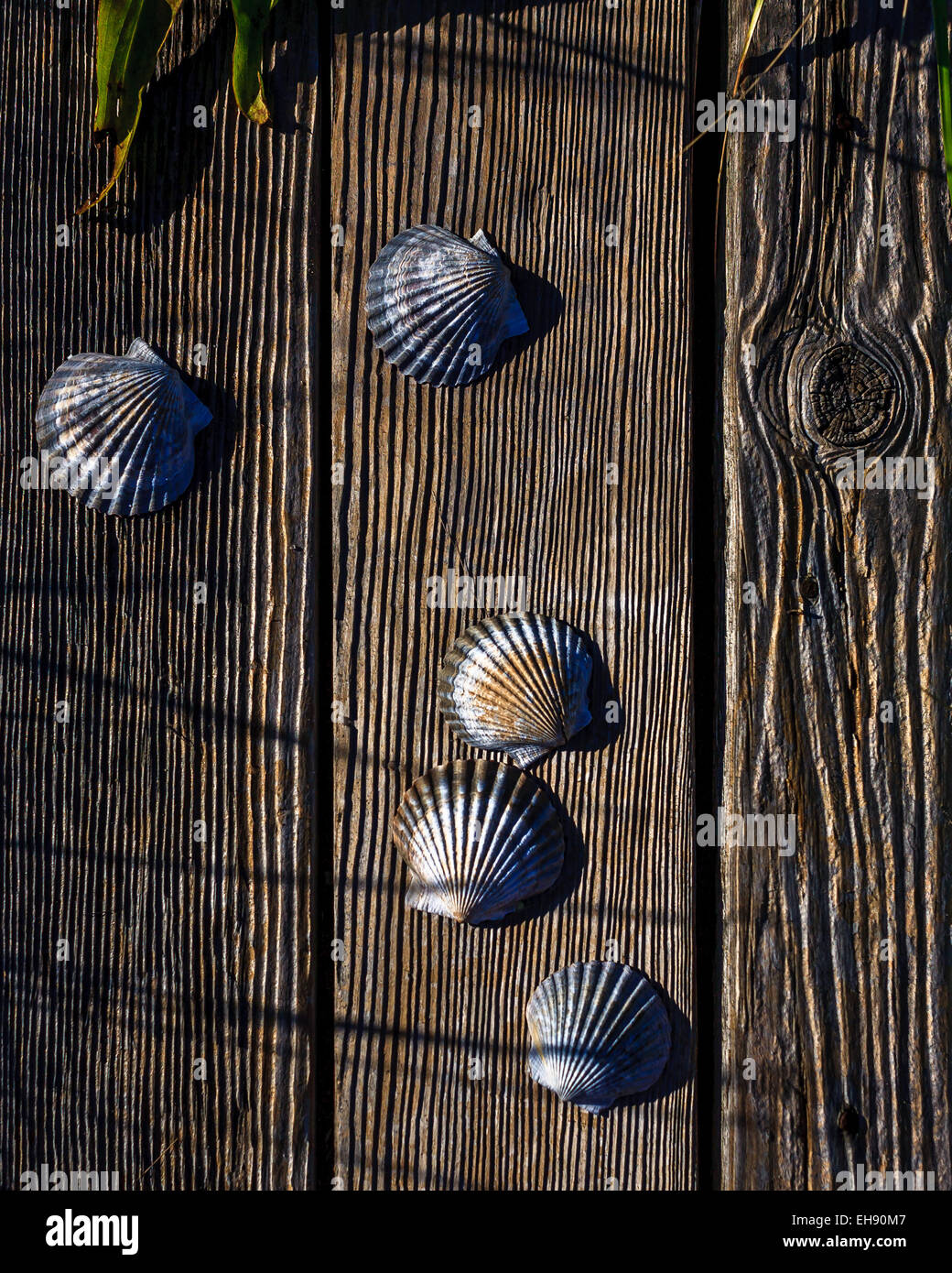 Scallop shells rest on weathered wood illuminated by late afternoon sun ...