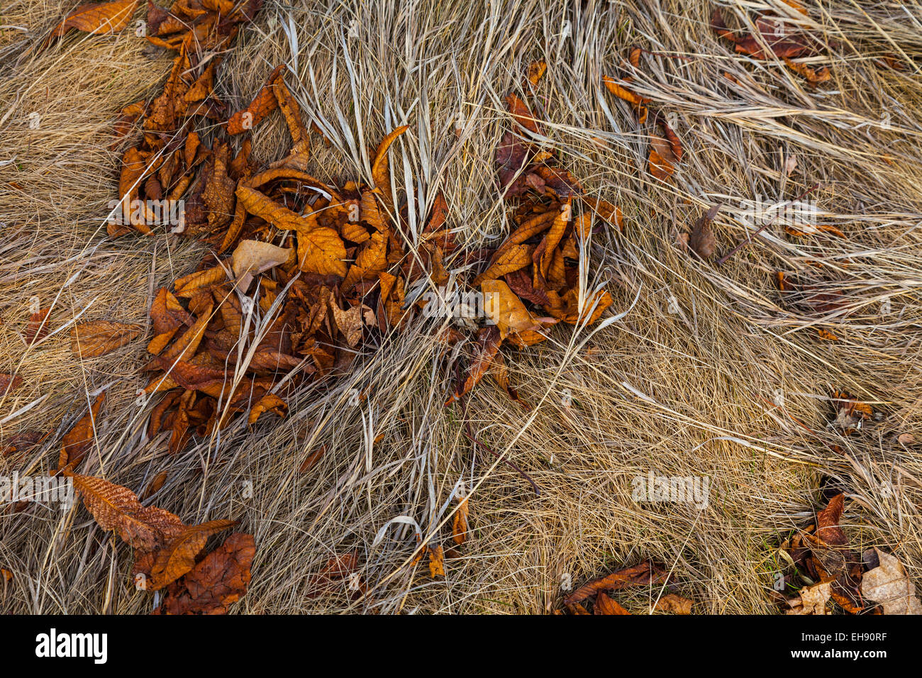 Dead grass texture hi-res stock photography and images - Alamy