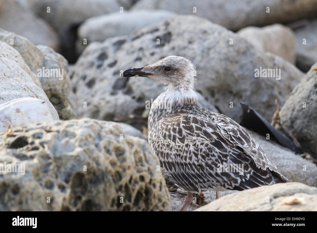 Baby seagull on rocks Stock Photo - Alamy