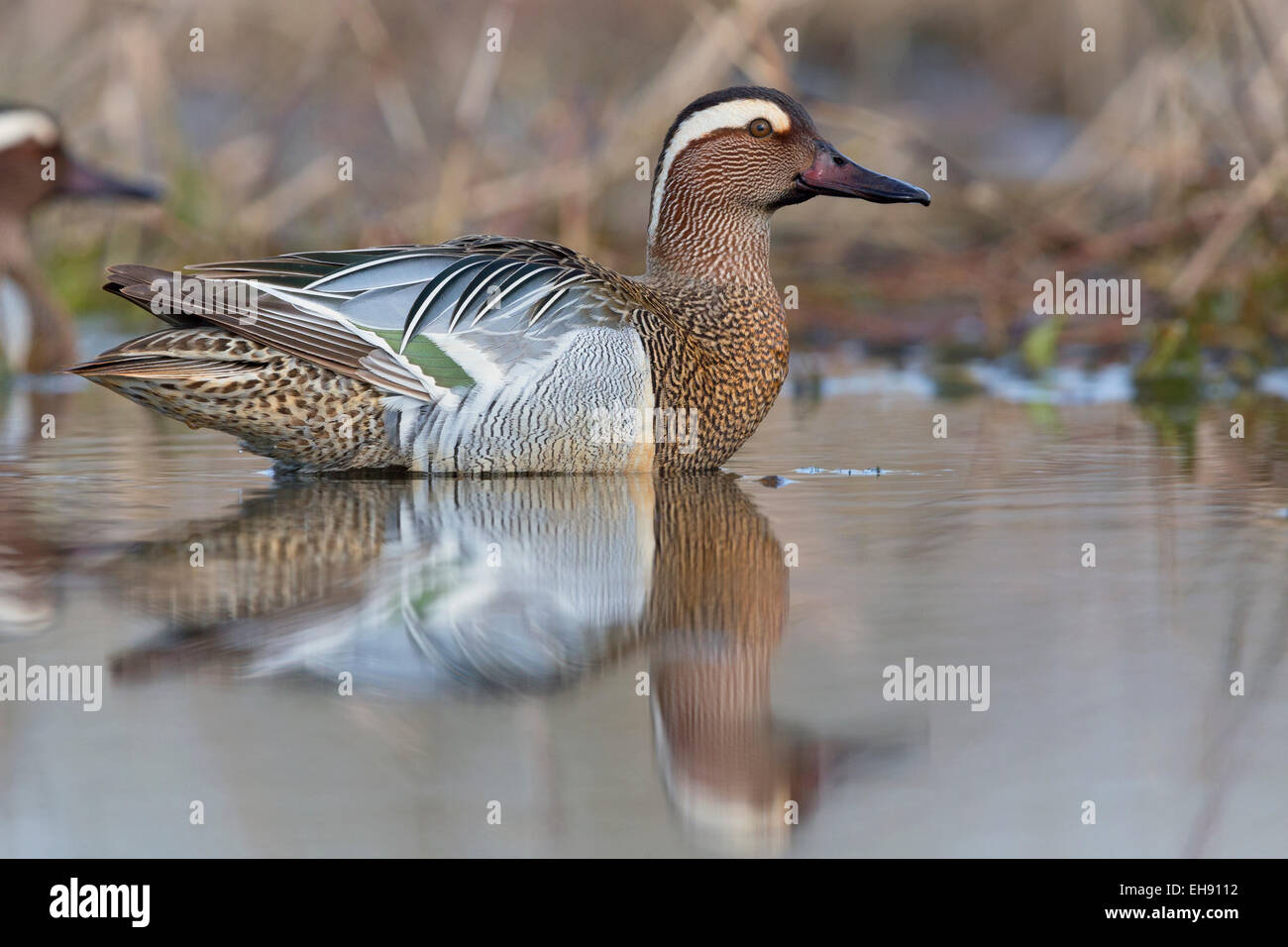 Drake Garganey, Anas querquedula Stock Photo - Alamy