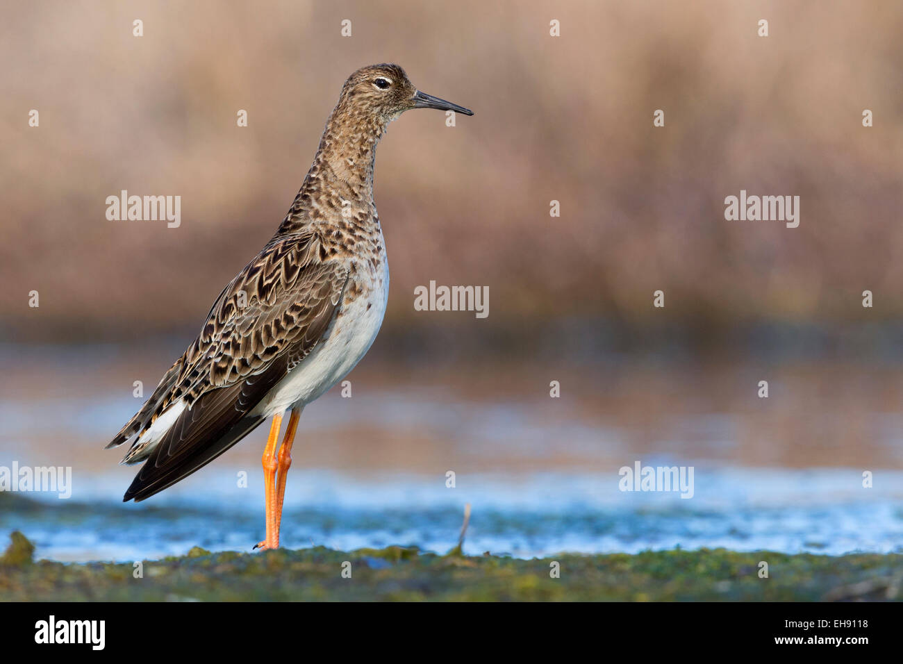 Ruff hi-res stock photography and images - Alamy