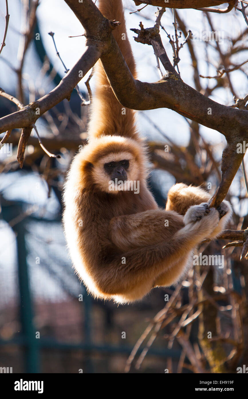 White-handed Gibbon hanging in a tree Stock Photo - Alamy