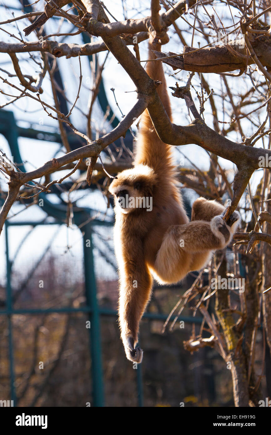 White-handed Gibbon hanging in a tree Stock Photo - Alamy