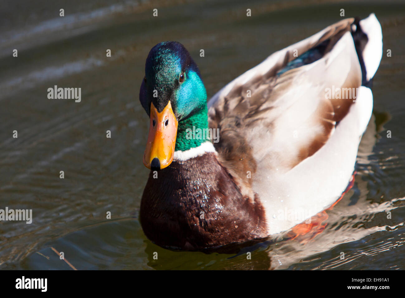 Swimming duck with hi-res stock photography and images - Alamy