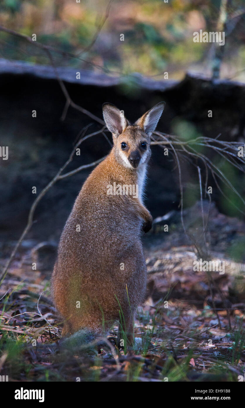 Juvenile Red-necked Wallaby (Macropus rufogriseus), Australia Stock ...
