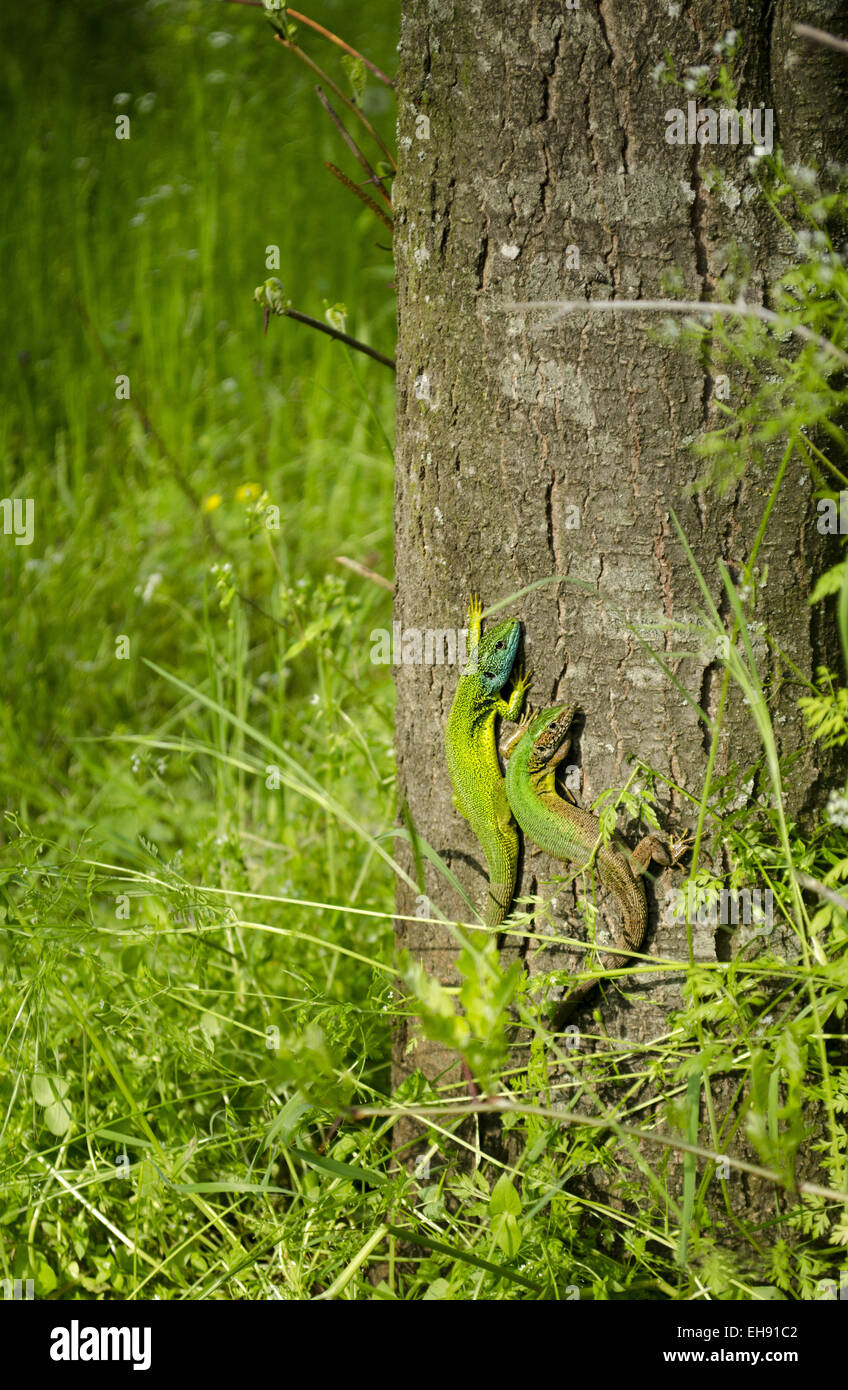 Two green lizards on a tree bark Stock Photo - Alamy