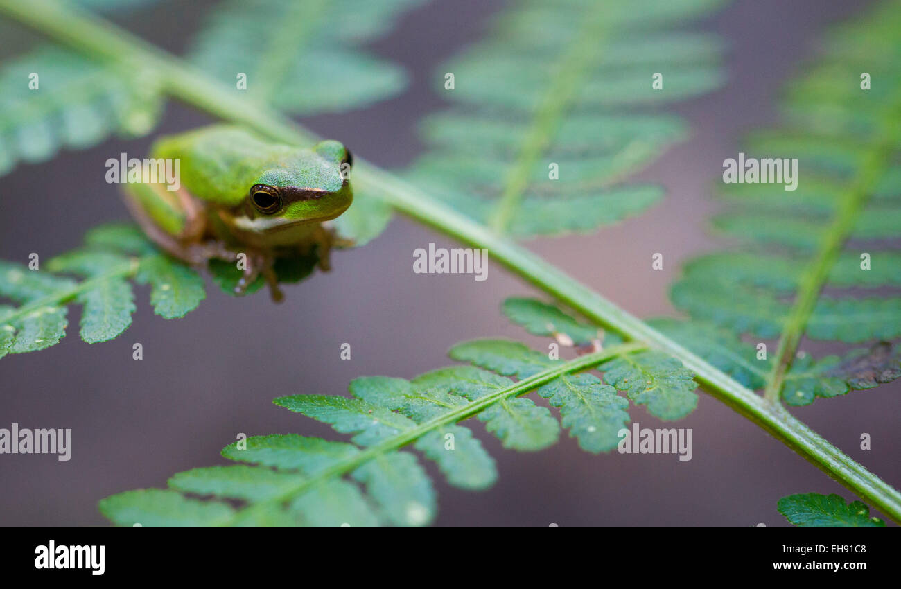 Eastern Dwarf Tree Frog (Litoria fallax), Royal National Park ...