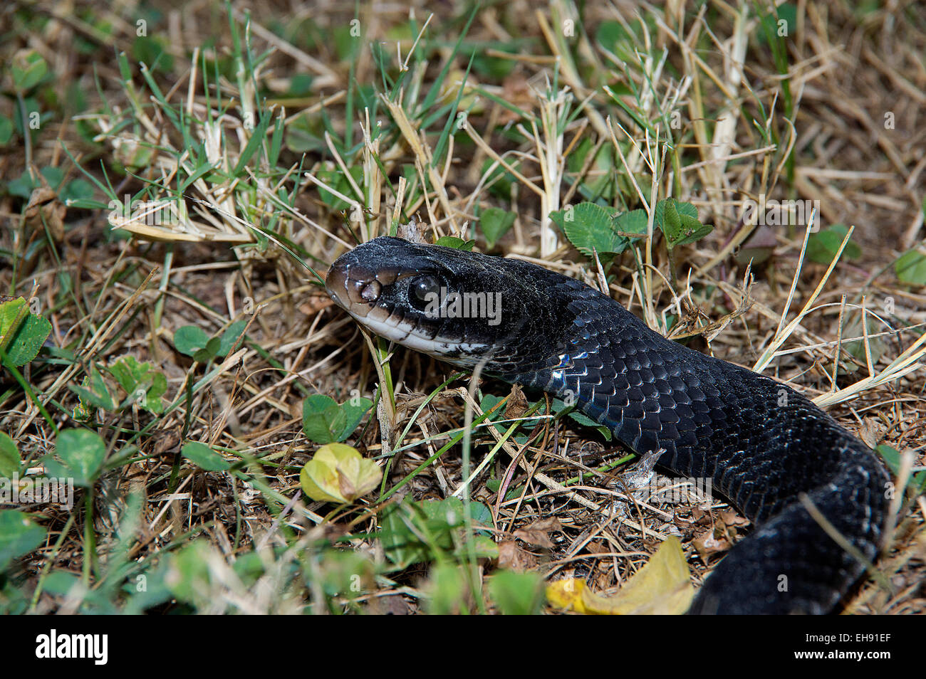 Northern Black Racer, Coluber constrictor constrictor, snake, North ...